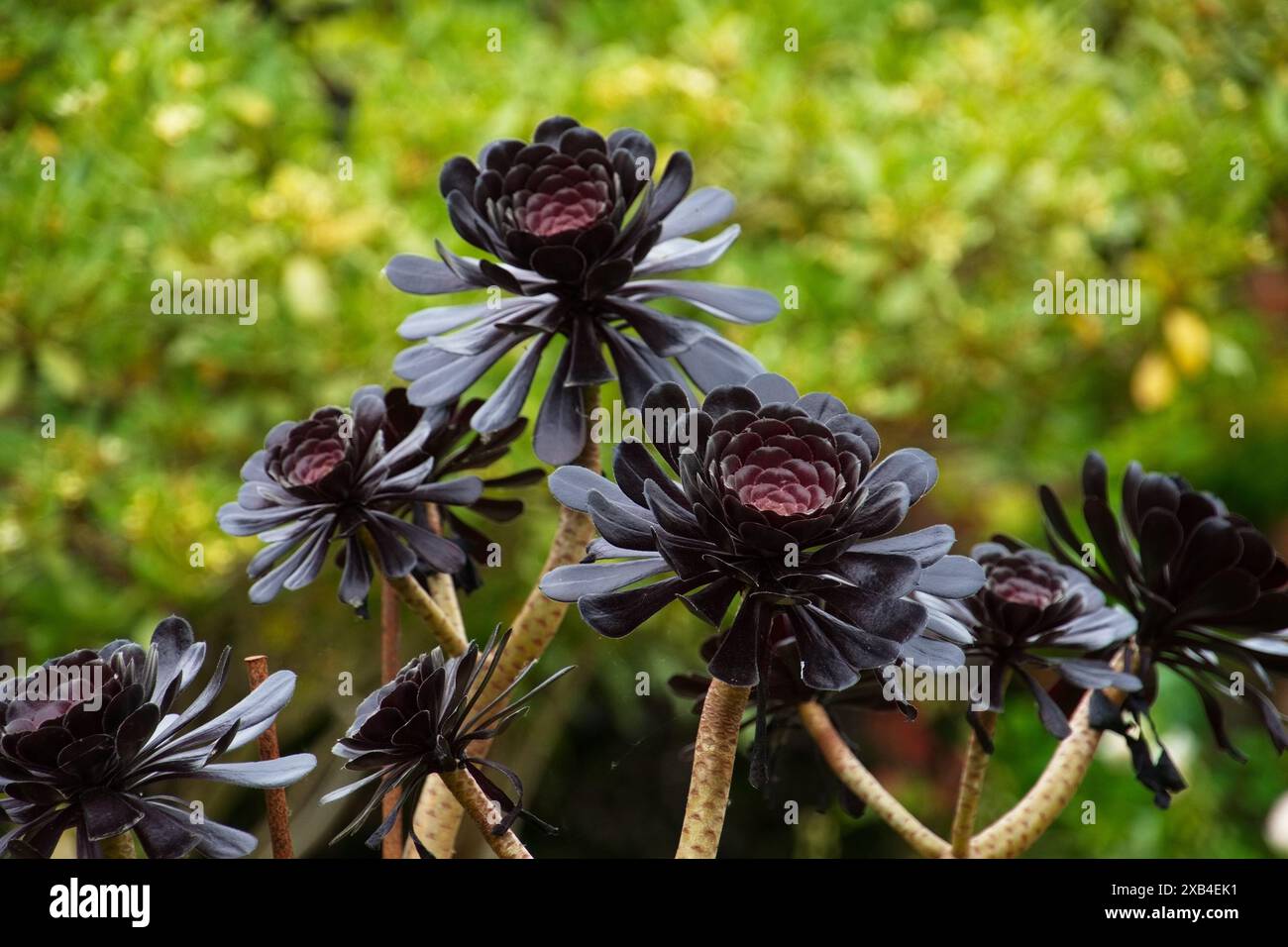 Stunning Aeonium arboreum 'Zwartkop' succulent with deep burgundy ...