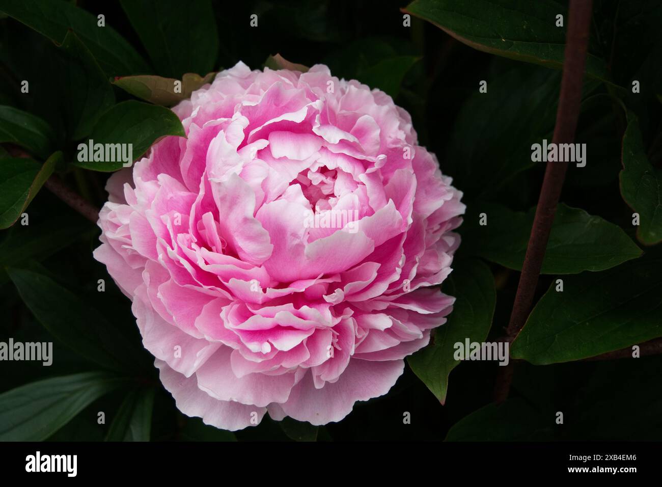 Delicate pink Peony lactiflora in full bloom. Layers of ruffled petals ...