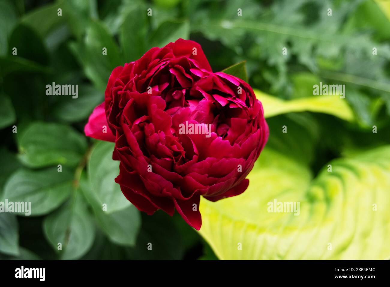English peony hi-res stock photography and images - Alamy