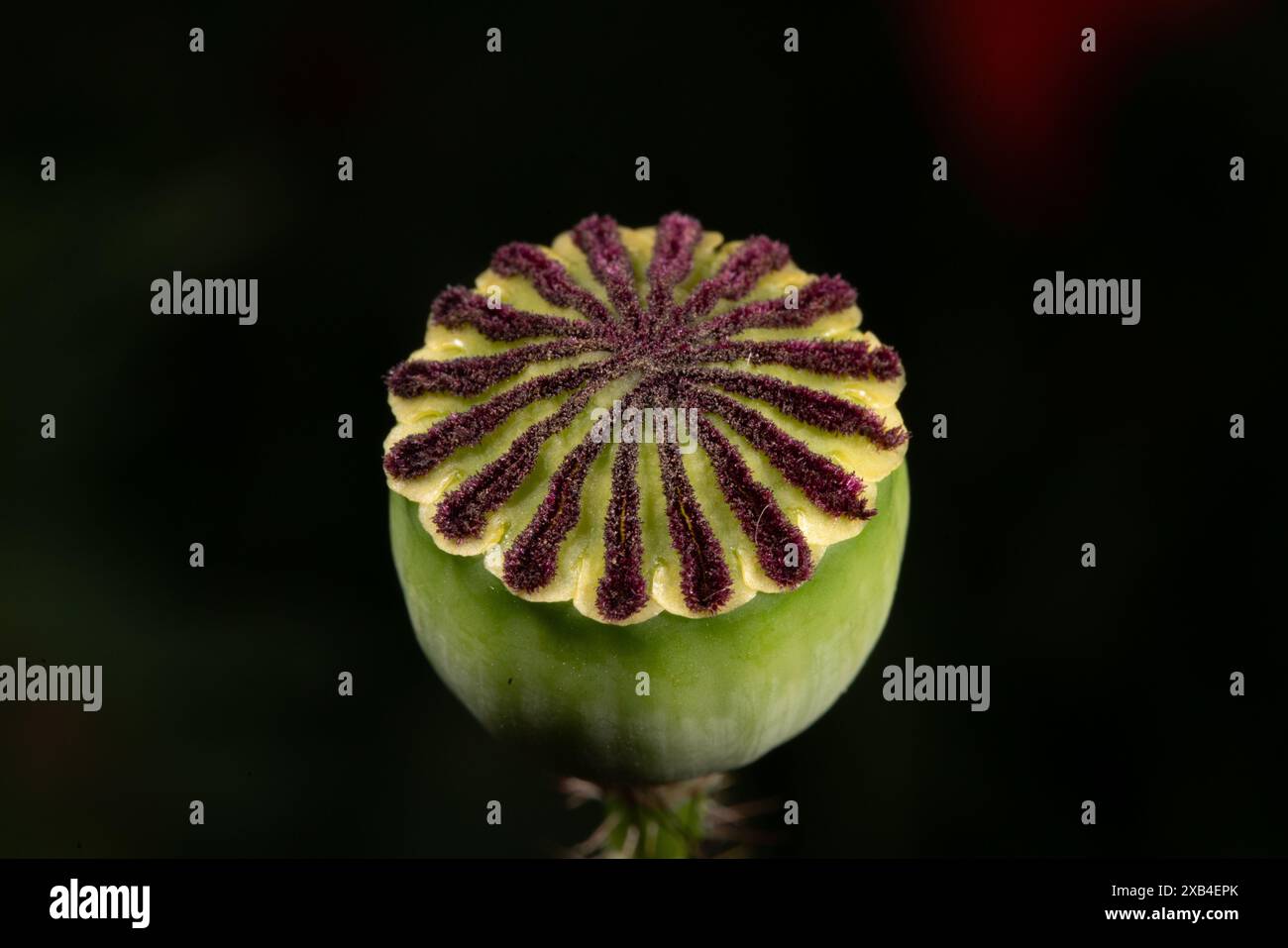 Poppy capsule after dropping the petals Stock Photo - Alamy