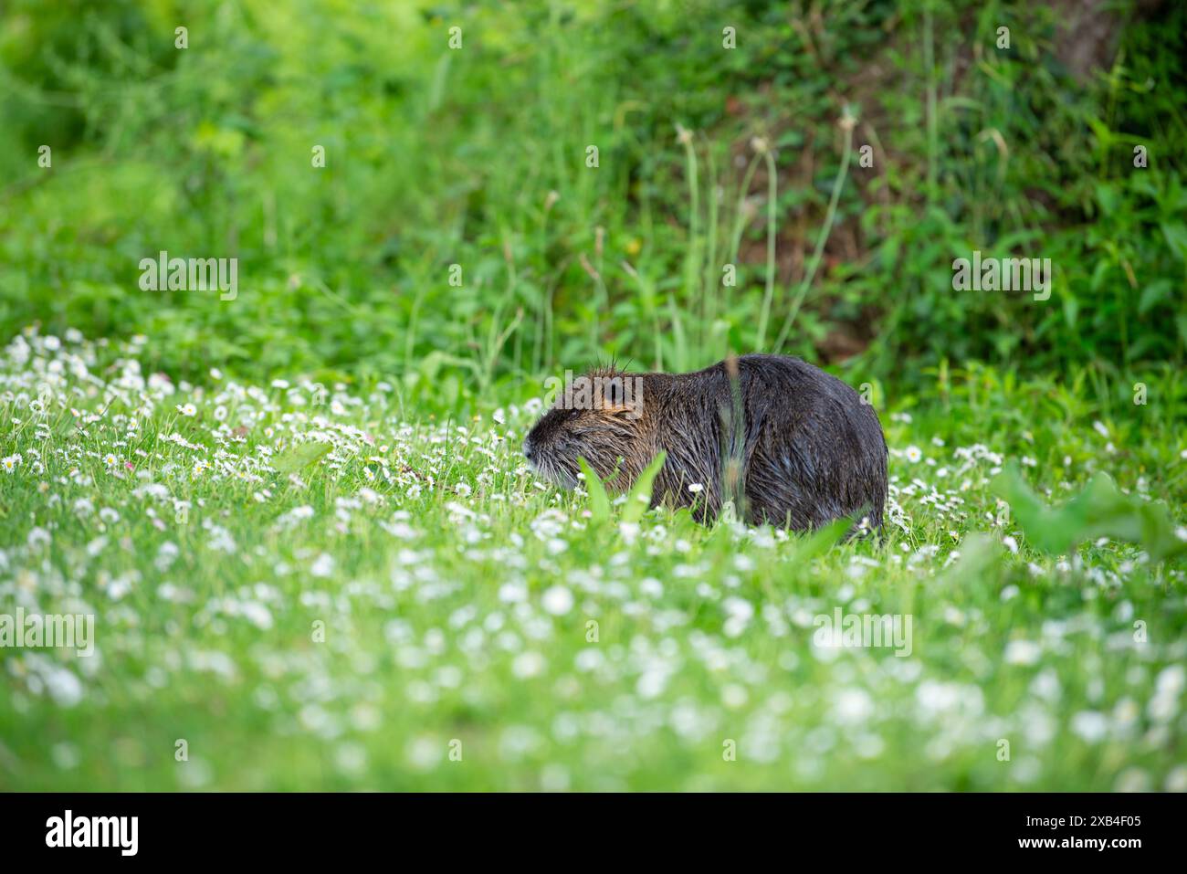 Nutria, coypu herbivorous, semiaquatic rodent member of the family ...
