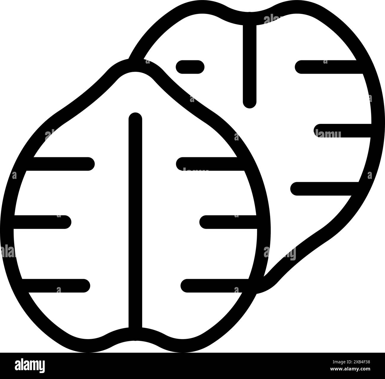 Two walnut halves showing the internal structure of the nut Stock ...