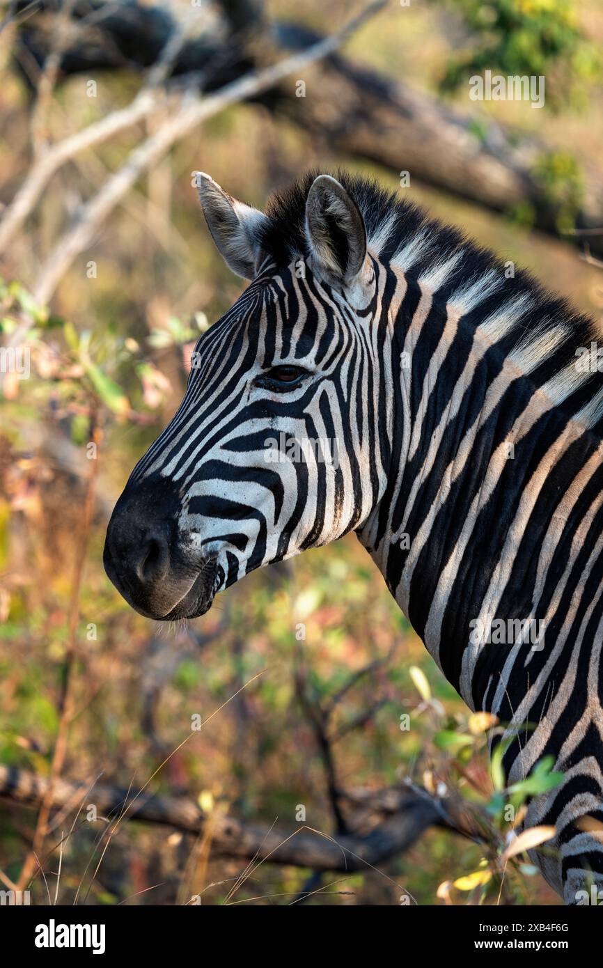 Portrait of a Burchells Zebra in the Timbavati Nature Preserve in South ...