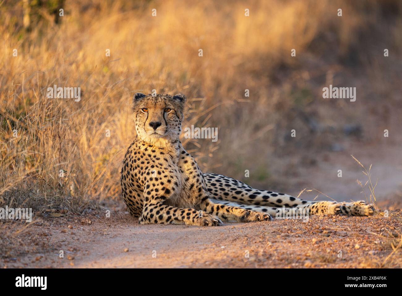 Beautiful female southeast African cheetah (Acinonyx jubatus jubatus ...