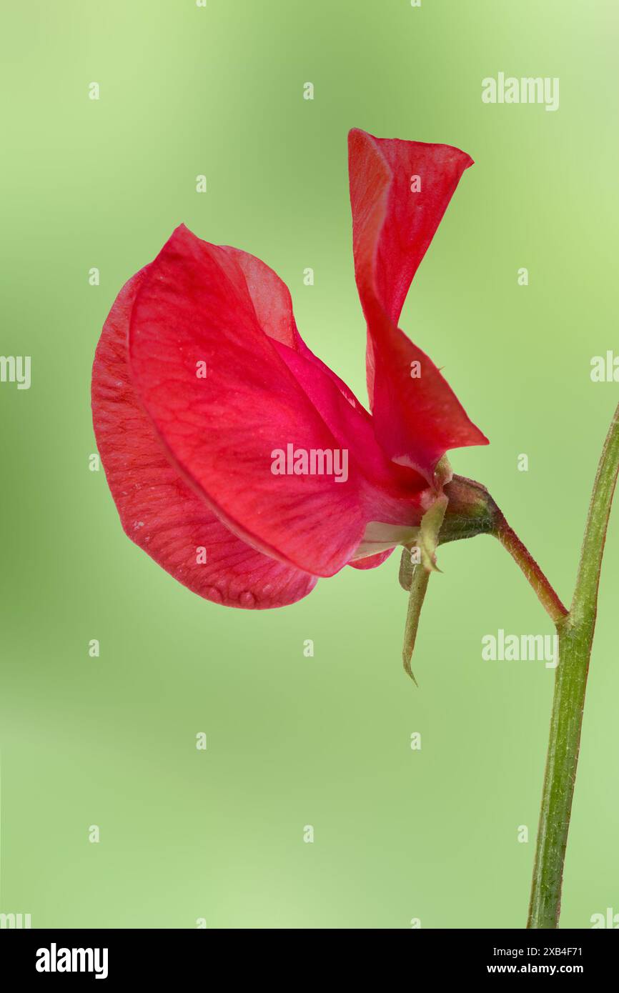 Closeup of Sweet pea Flower Lathyrus Odoratus 'Red Ensign' on a ...