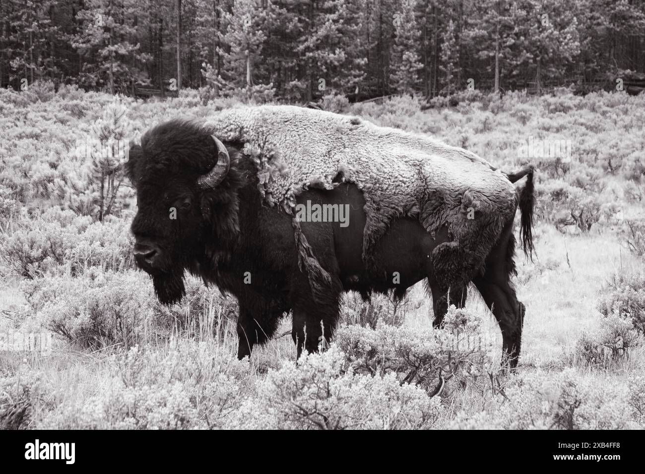 Profile bison in yellowstone hi-res stock photography and images - Alamy