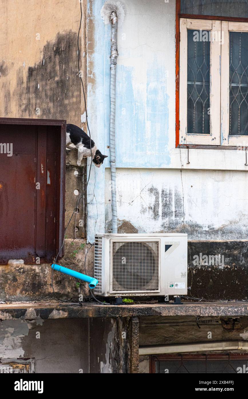 Bangkok, Thailand - March 28, 2024: a cat explores the exterior of an ...