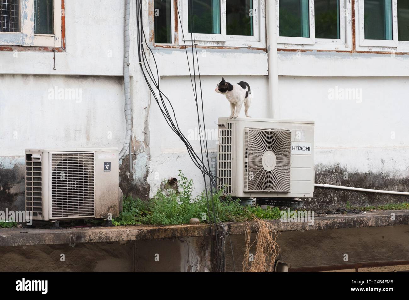 Bangkok, Thailand - March 28, 2024: a cat explores the exterior of an ...