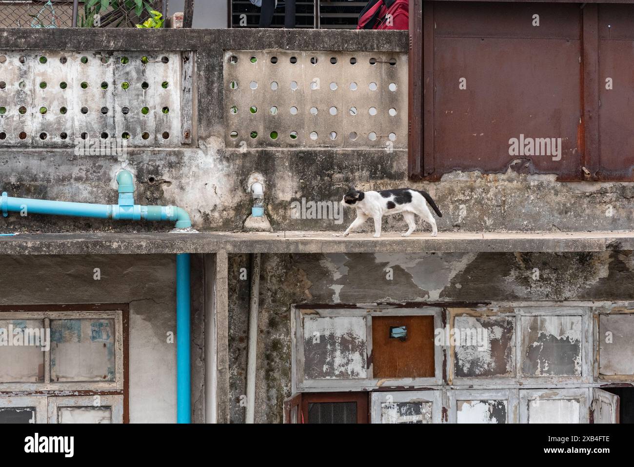 Bangkok, Thailand - March 28, 2024: a cat explores the exterior of an ...