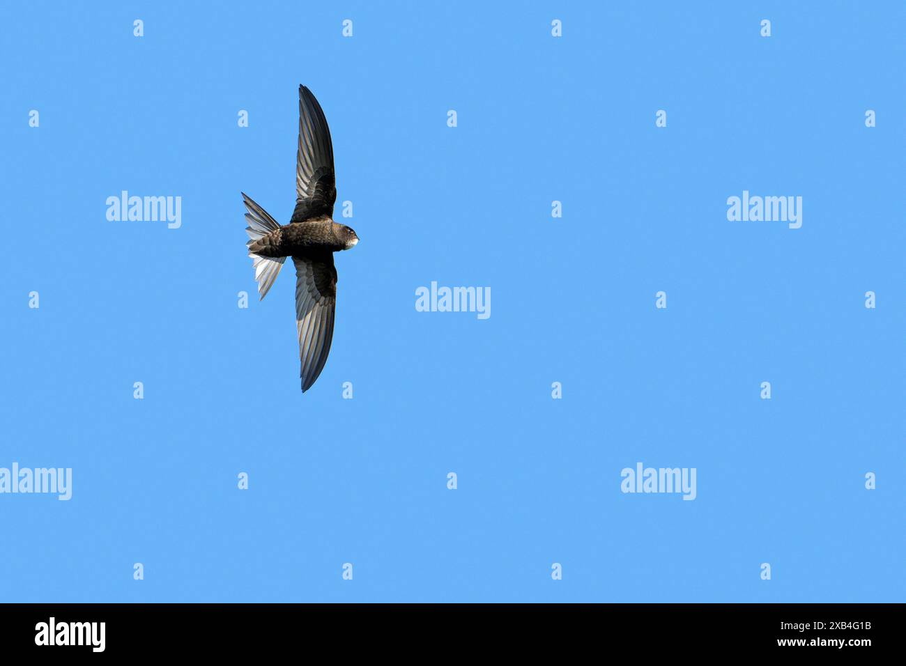Common swift (Apus apus / Hirundo apus) in flight against blue sky in ...