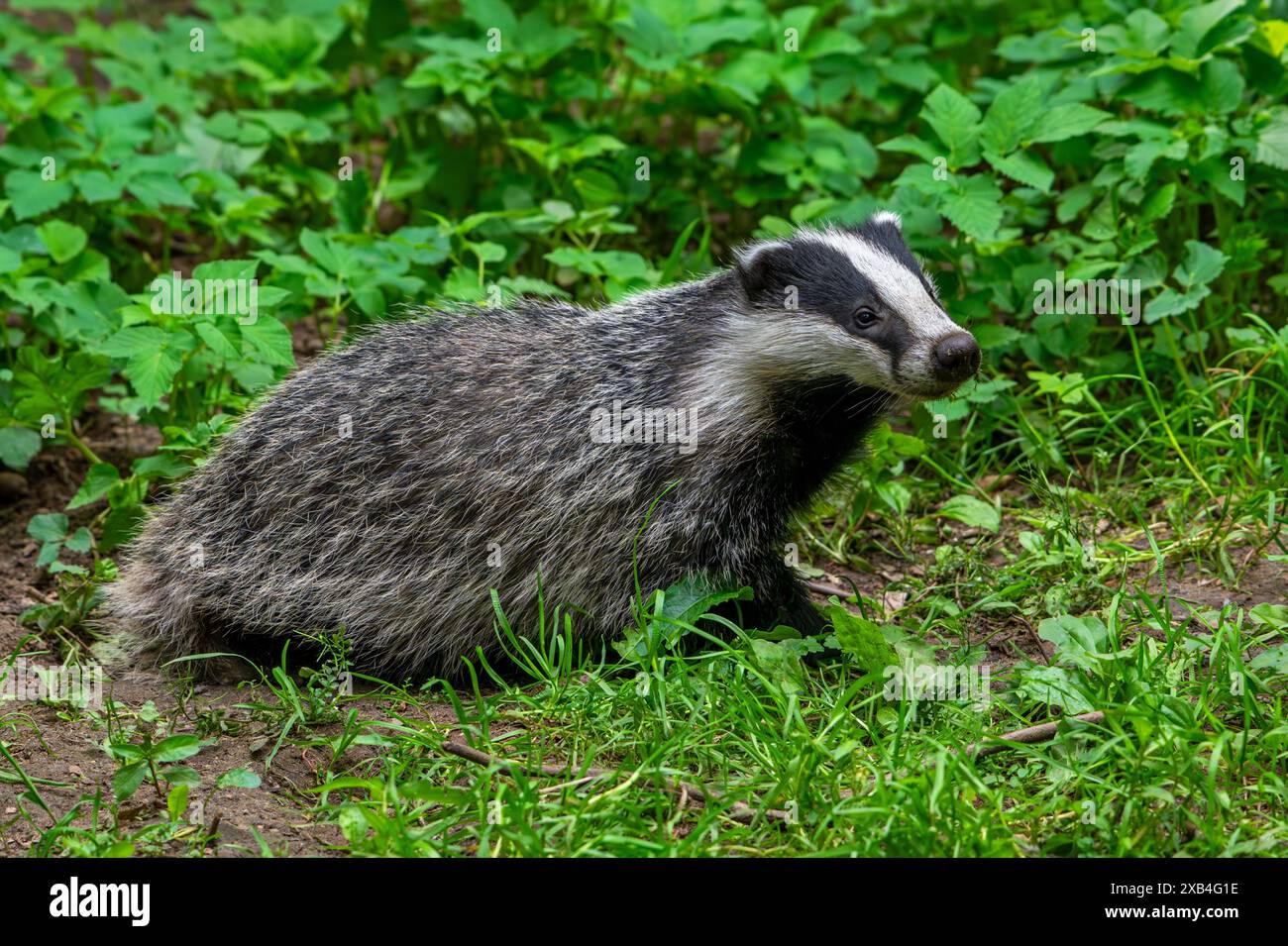 European badger (Meles meles) four months old cub foraging in ...