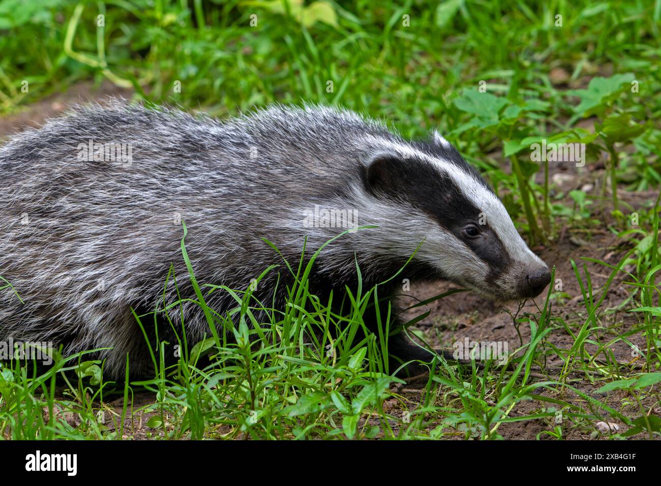 European badger (Meles meles), close-up of four months old cub foraging ...