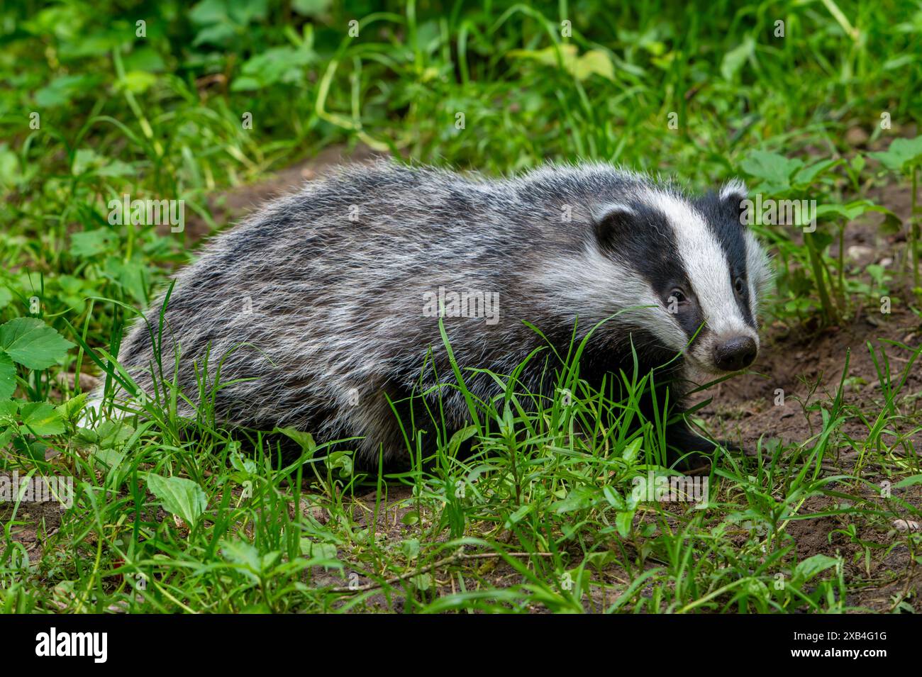 European badger (Meles meles) four months old cub foraging in meadow at ...