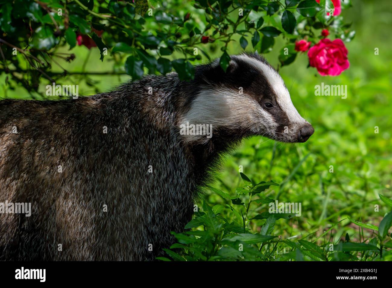 European badger (Meles meles) female foraging under flowering bush in ...