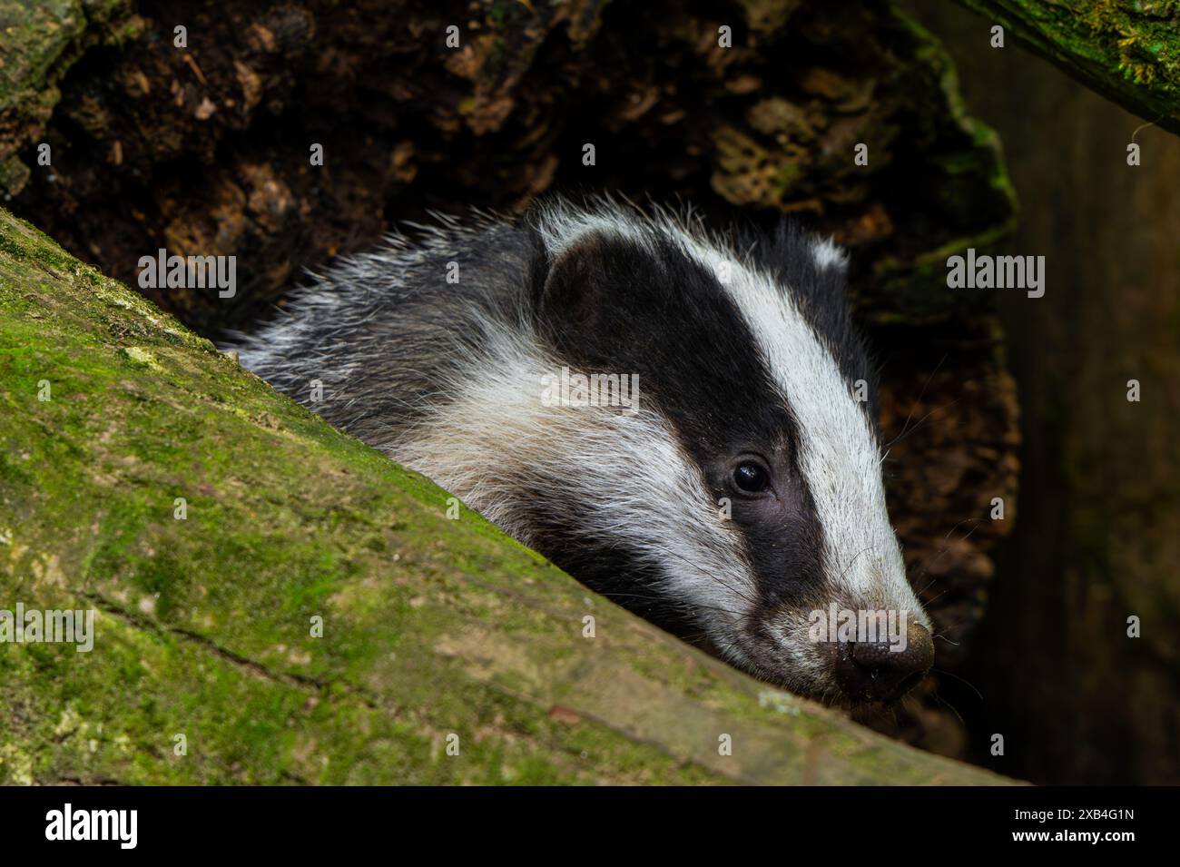 European badger (Meles meles), close-up of curious four months old cub ...