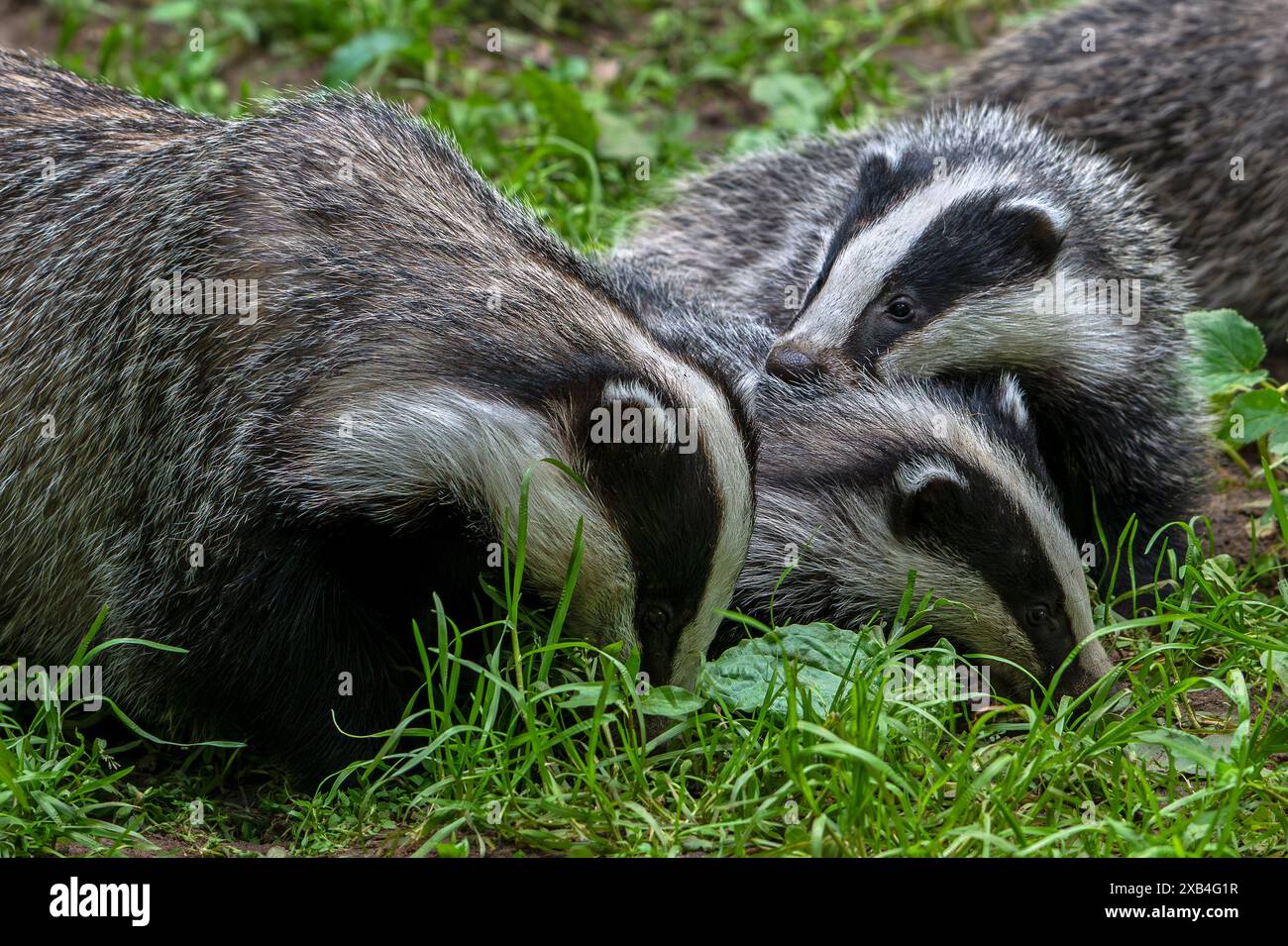 European badgers (Meles meles), close-up of three four months old cubs ...