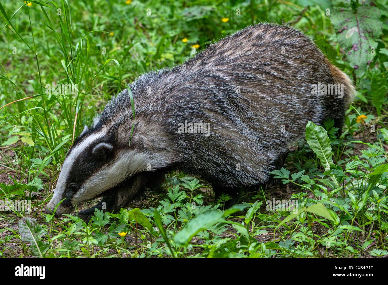 European badger (Meles meles) female searching for earthworms and ...