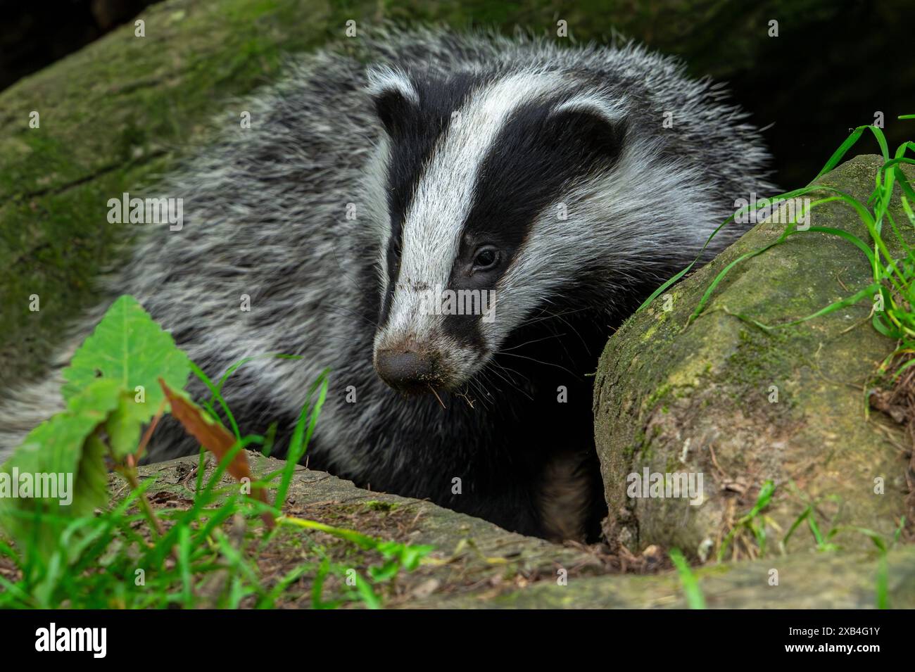 European badger (Meles meles) four months old cub emerging from badger ...