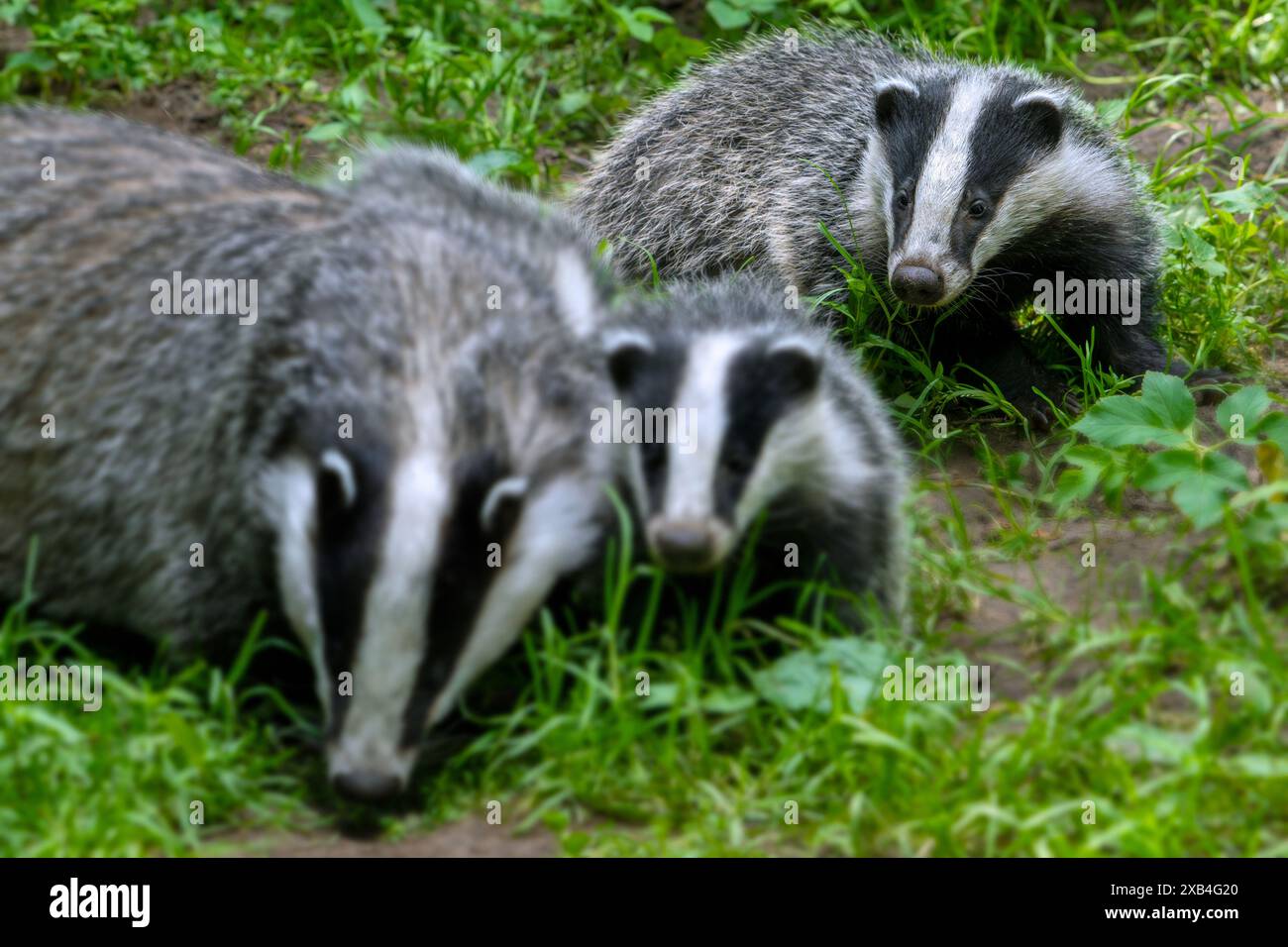 European badgers (Meles meles), close-up of two four months old cubs ...