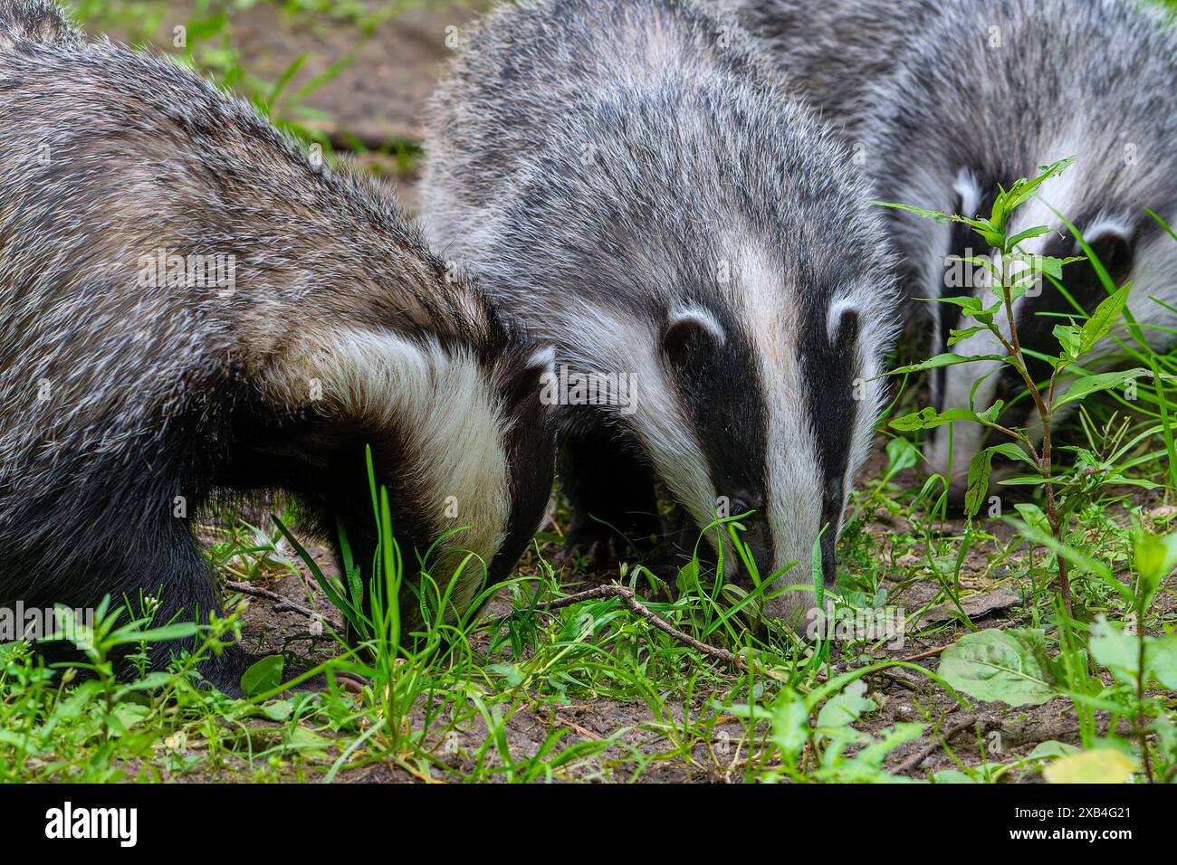European badgers (Meles meles), close-up of two four months old cubs ...