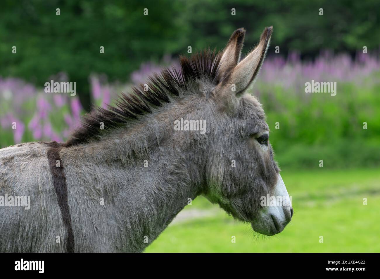 Miniature donkey, close-up portrait in meadow with flowers in spring ...