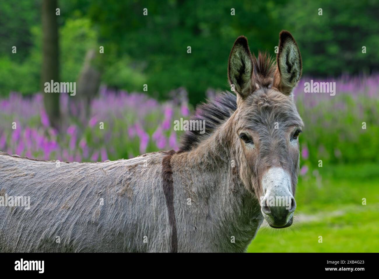 Miniature donkey, close-up portrait in meadow with flowers in spring ...