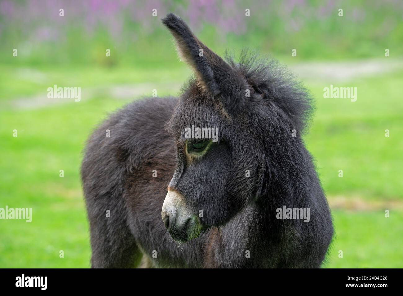 Miniature donkey, close-up portrait of cute black foal in meadow in ...
