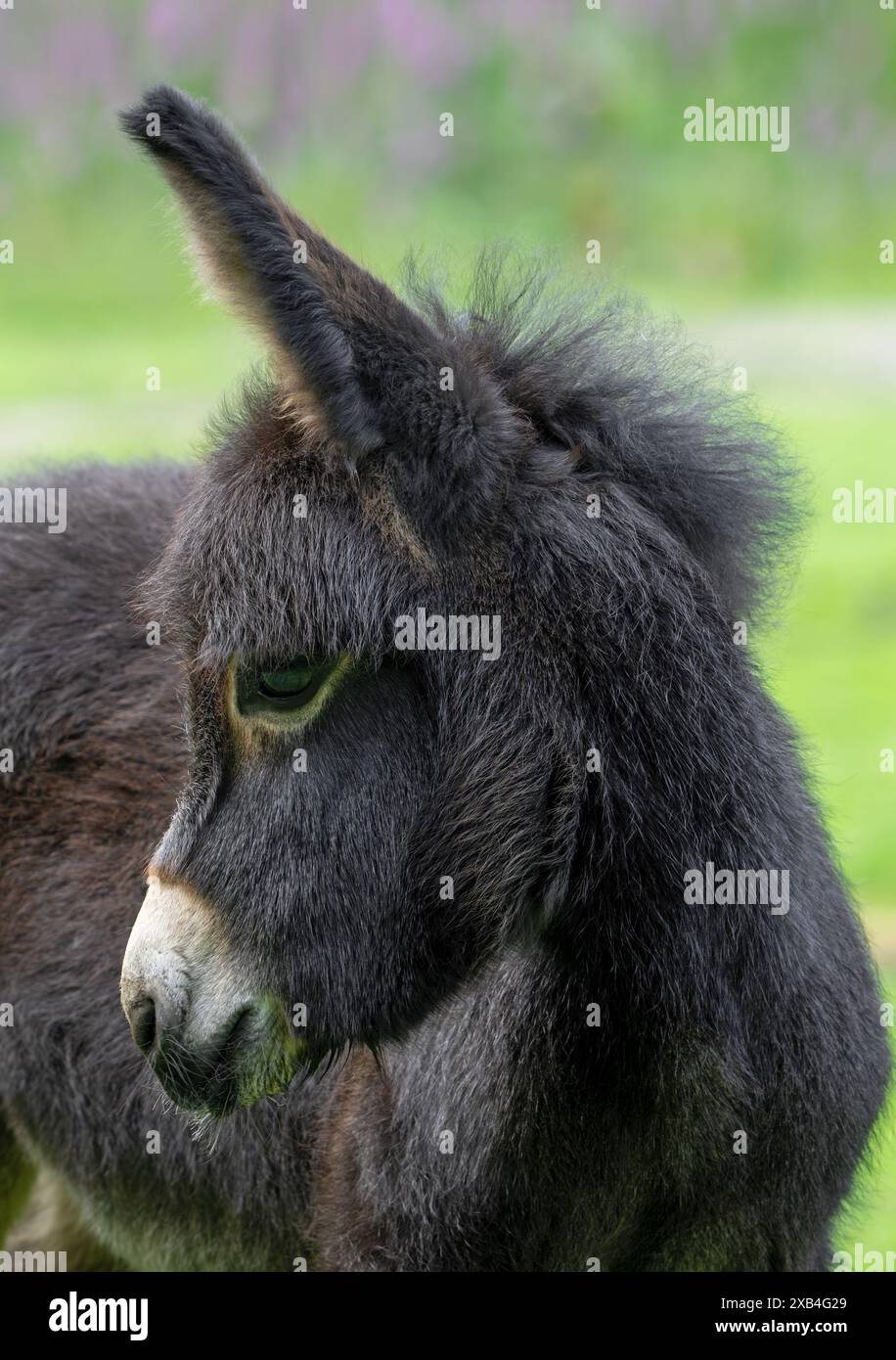 Miniature donkey, close-up portrait of cute black foal in meadow in ...