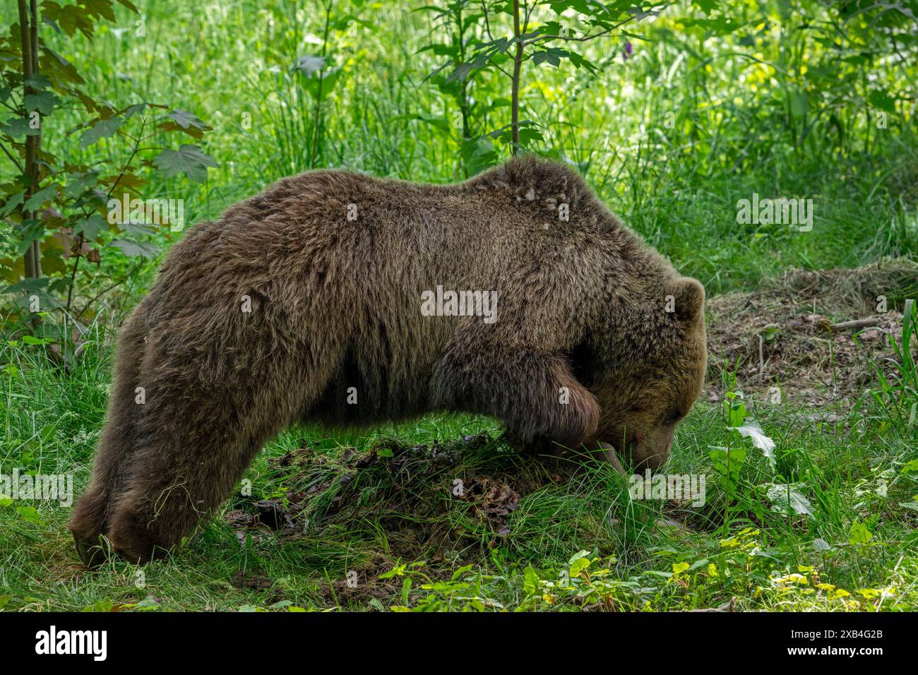 Brown bear covering prey with leaves, soil, grass and forest debris in ...