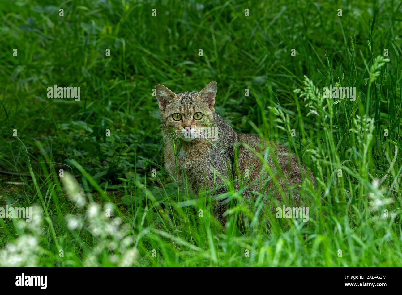 European wildcat / wild cat (Felis silvestris silvestris) hunting in ...