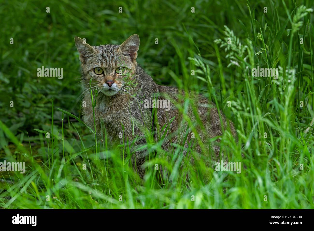 European wildcat / wild cat (Felis silvestris silvestris) hunting in ...