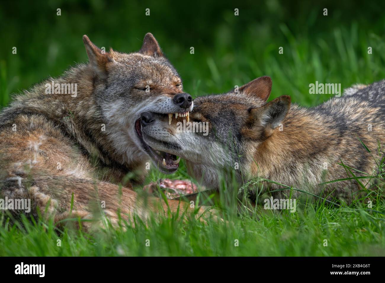 Eurasian wolves showing muzzle grab behaviour by dominant grey wolf ...