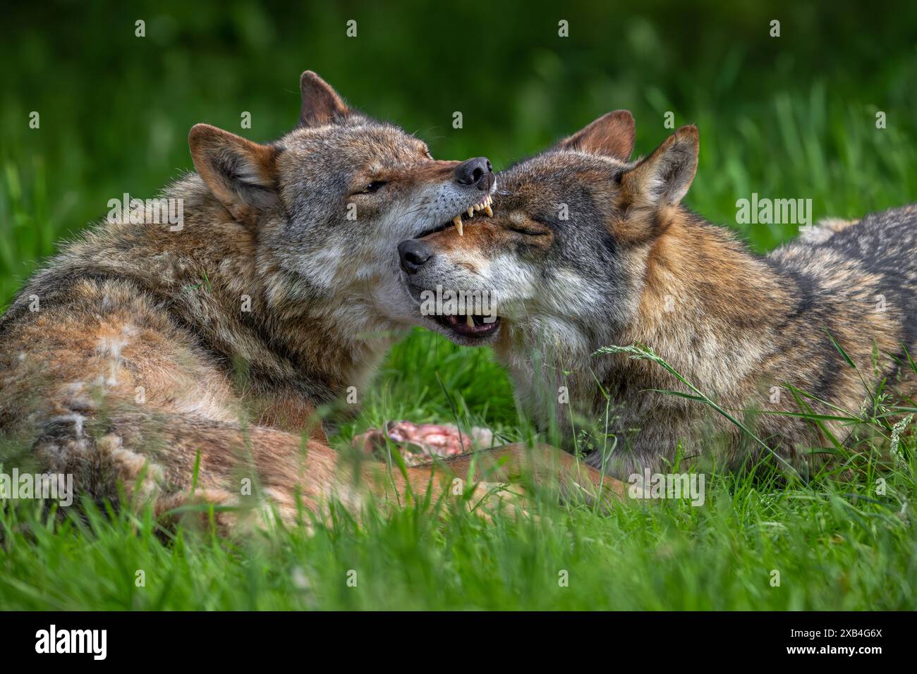 Muzzle grab hi-res stock photography and images - Alamy
