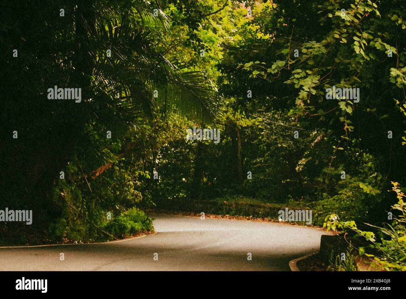A curving road winds through a dense, green forest with sunlight ...