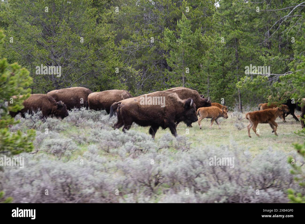 Bison bison herd walking hi-res stock photography and images - Alamy