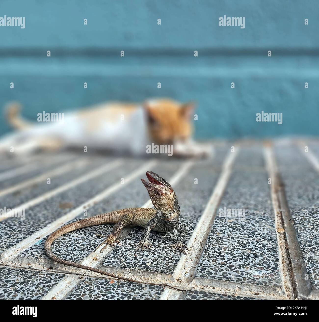 Calm lizard hi-res stock photography and images - Alamy