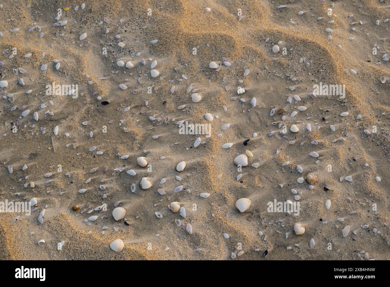 Tiny shells in the sand on Luskentyre Beach on the west coast of the ...