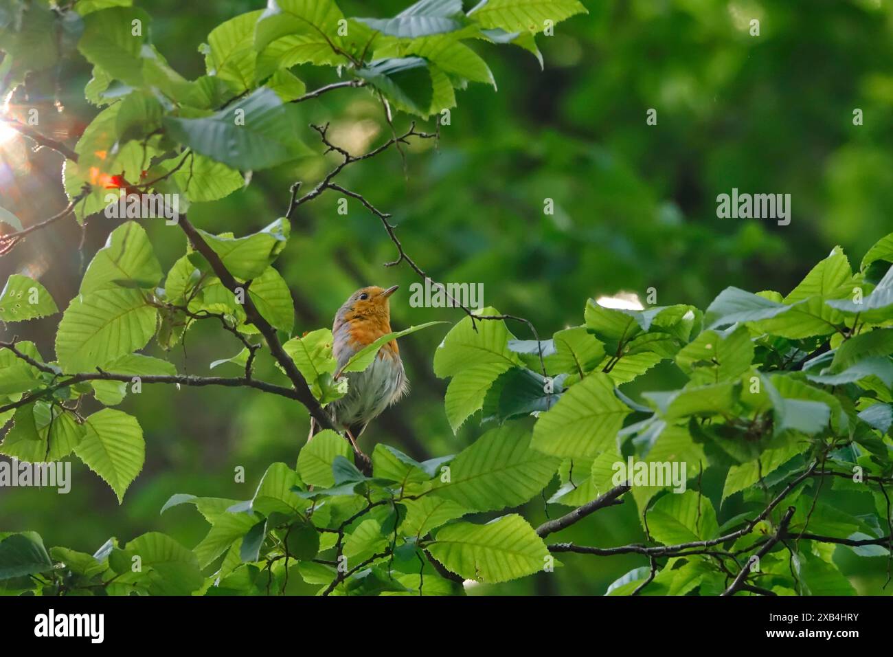 Robin june hi-res stock photography and images - Alamy