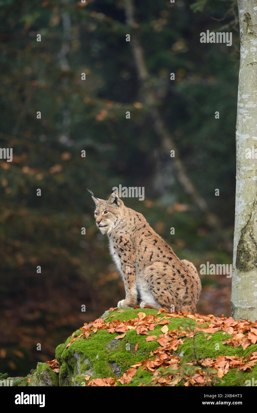 Eurasian lynx (Lynx lynx) sitting on a moss-covered rock in autumn ...