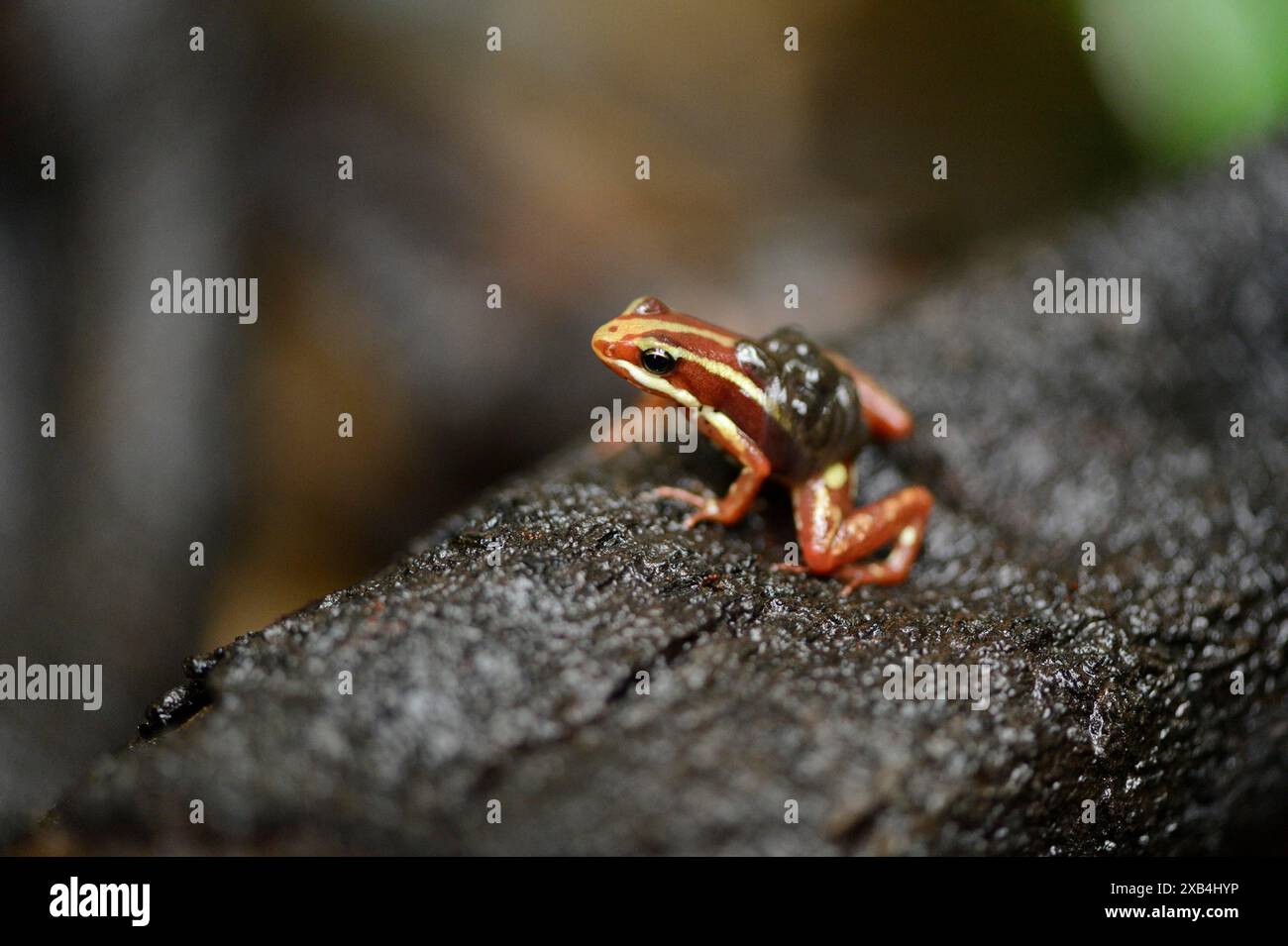 Close up of a phantasmal poison frog (Epipedobates tricolor) sitting on ...