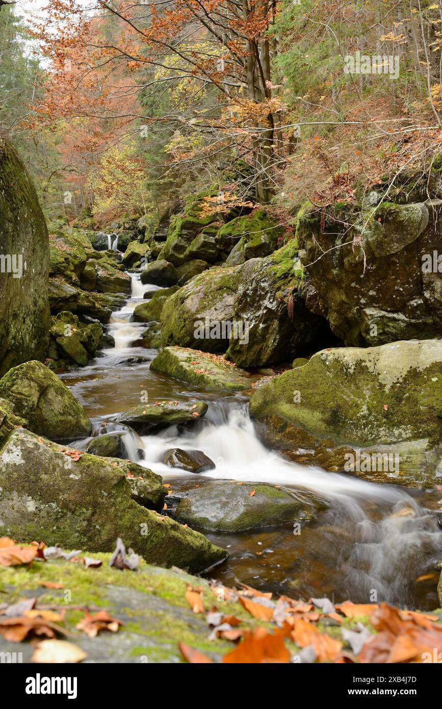 Winding stream flowing through a forest surrounded by leaves and moss ...