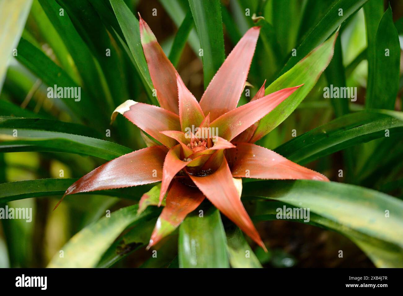 Close-up of blossom from a Nidularium innocentii Stock Photo - Alamy