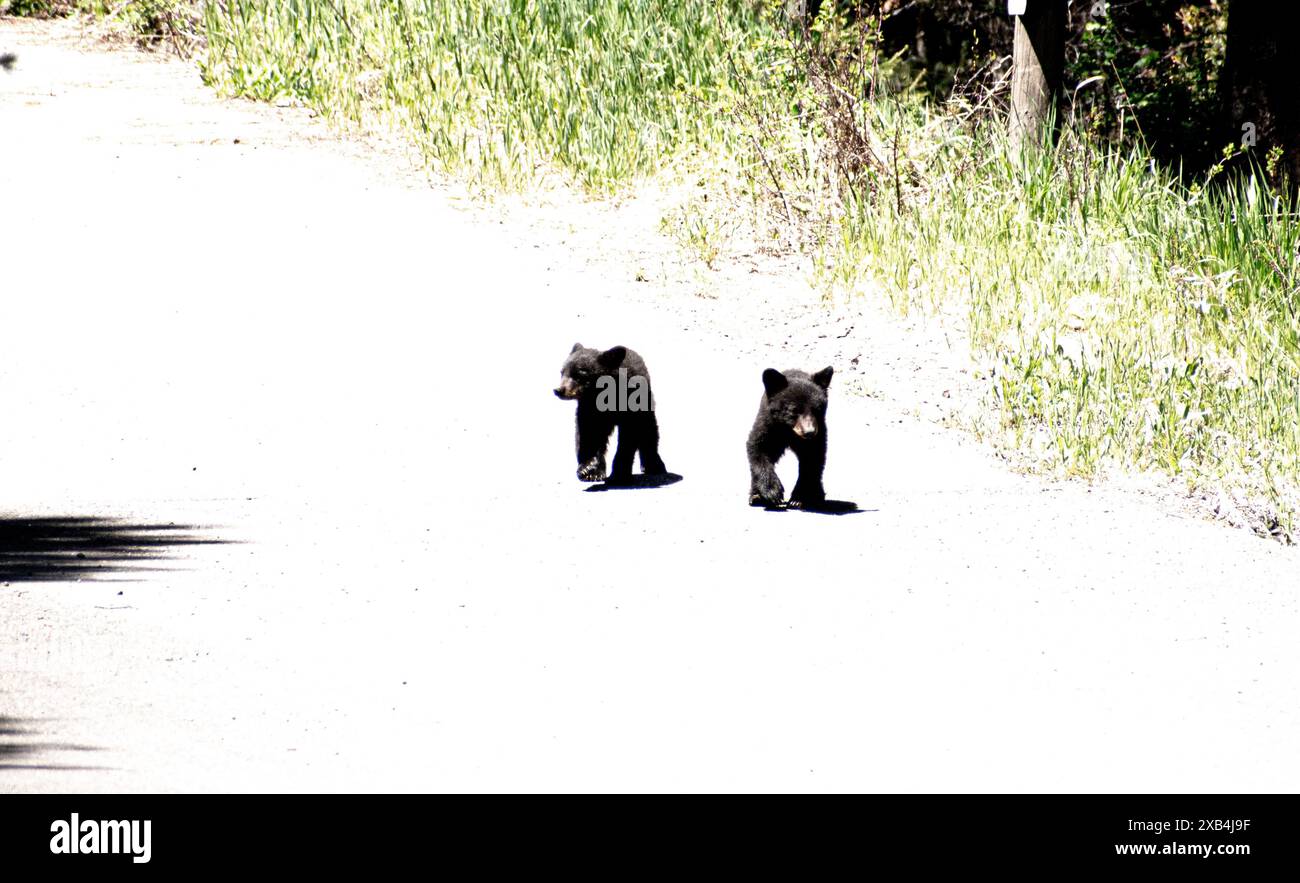 Two American Black Bear cubs exploring the road in Yellowstone National ...