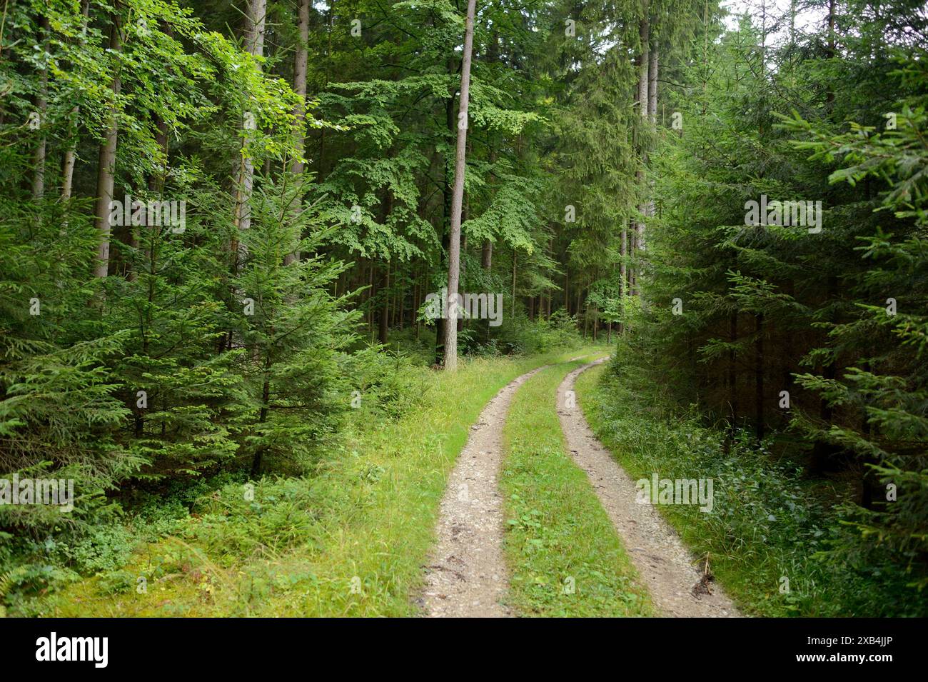 Dirt path winding through a dense forest with lush greenery, offering a ...