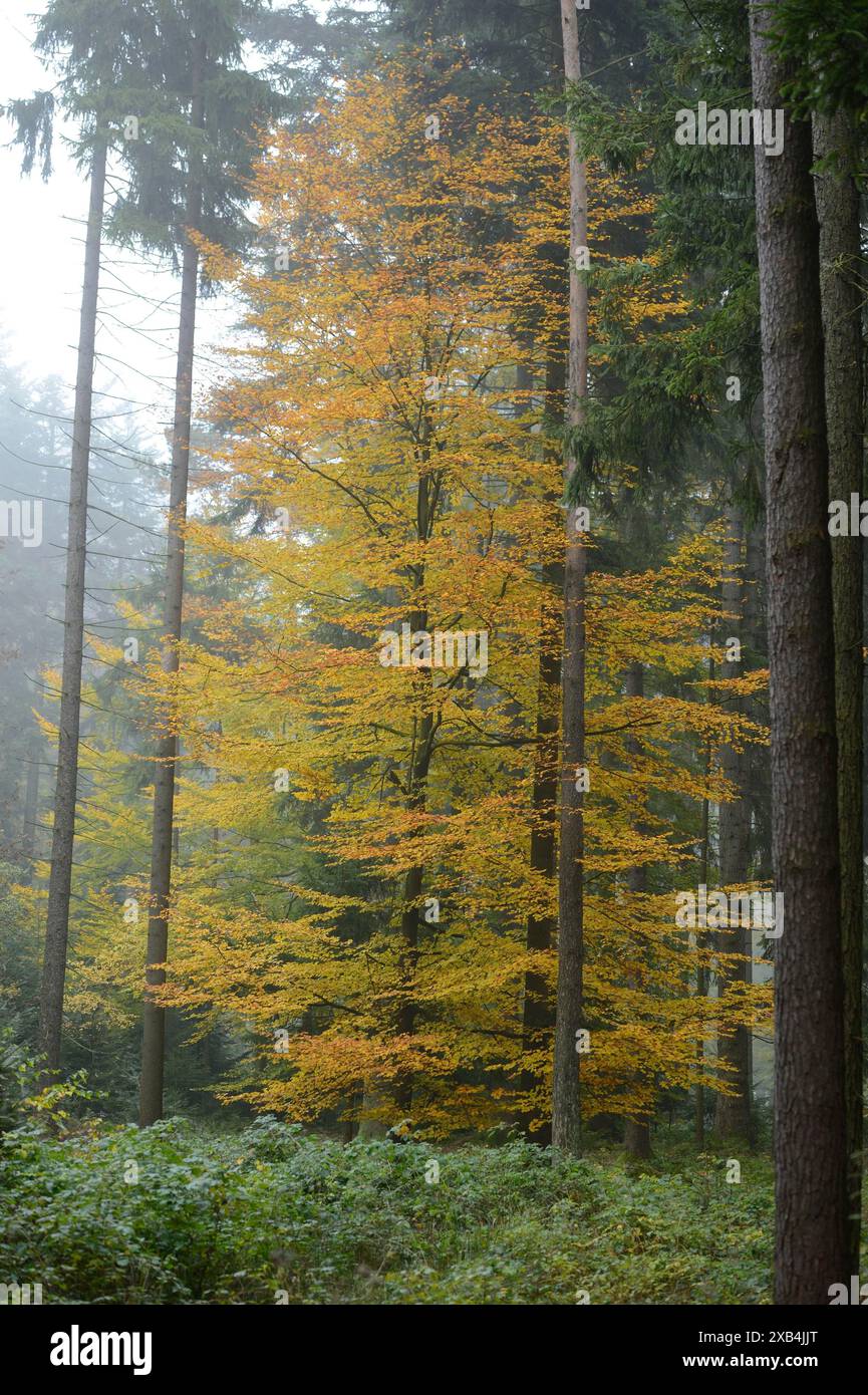 Bavaria forest national park hi-res stock photography and images - Alamy