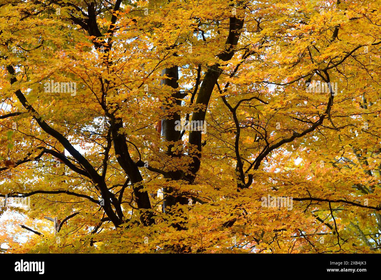 Tree branches covered with a thick layer of golden autumn leaves ...