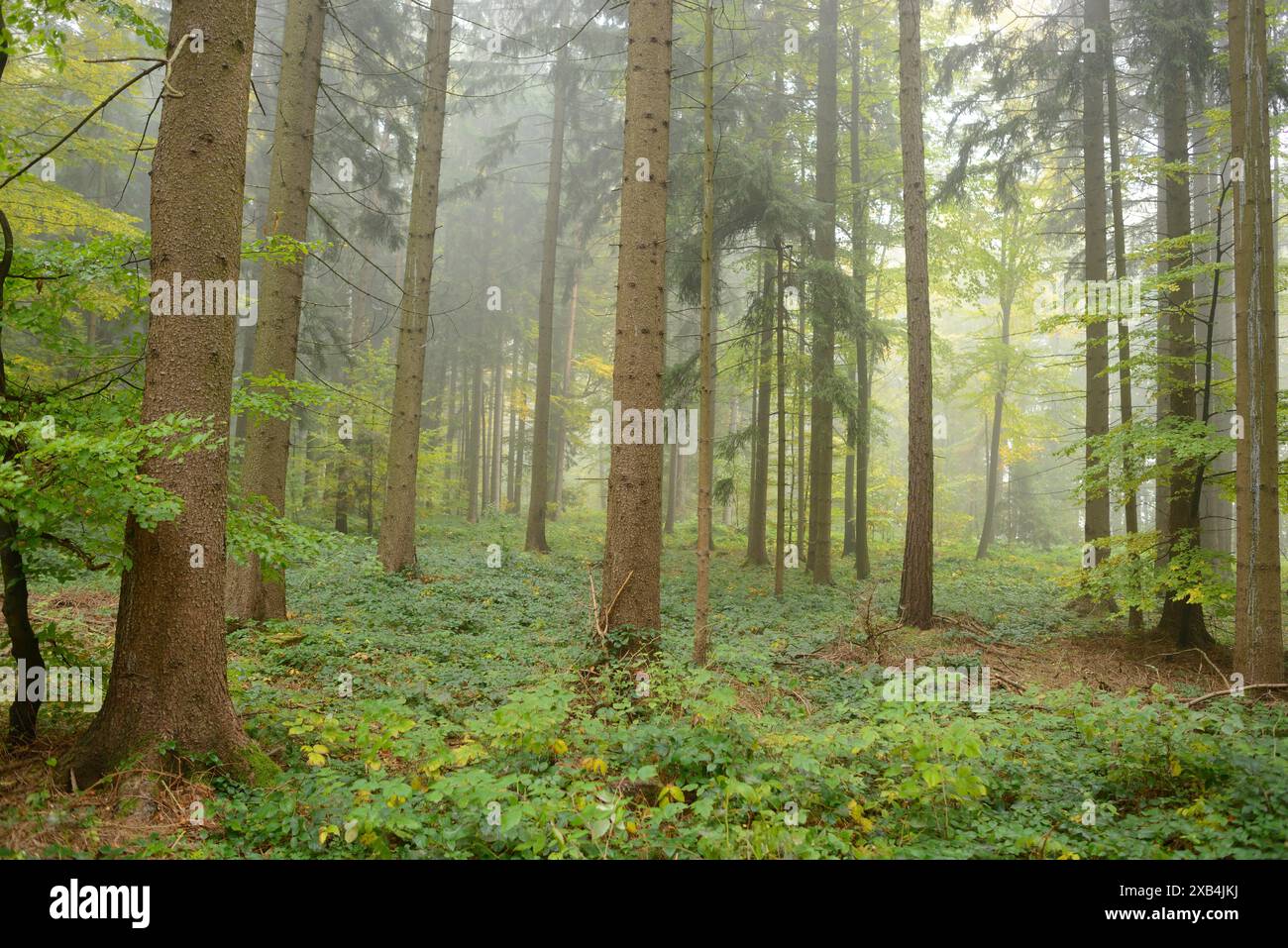 Misty forest with towering trees, lush greenery, and a serene ...