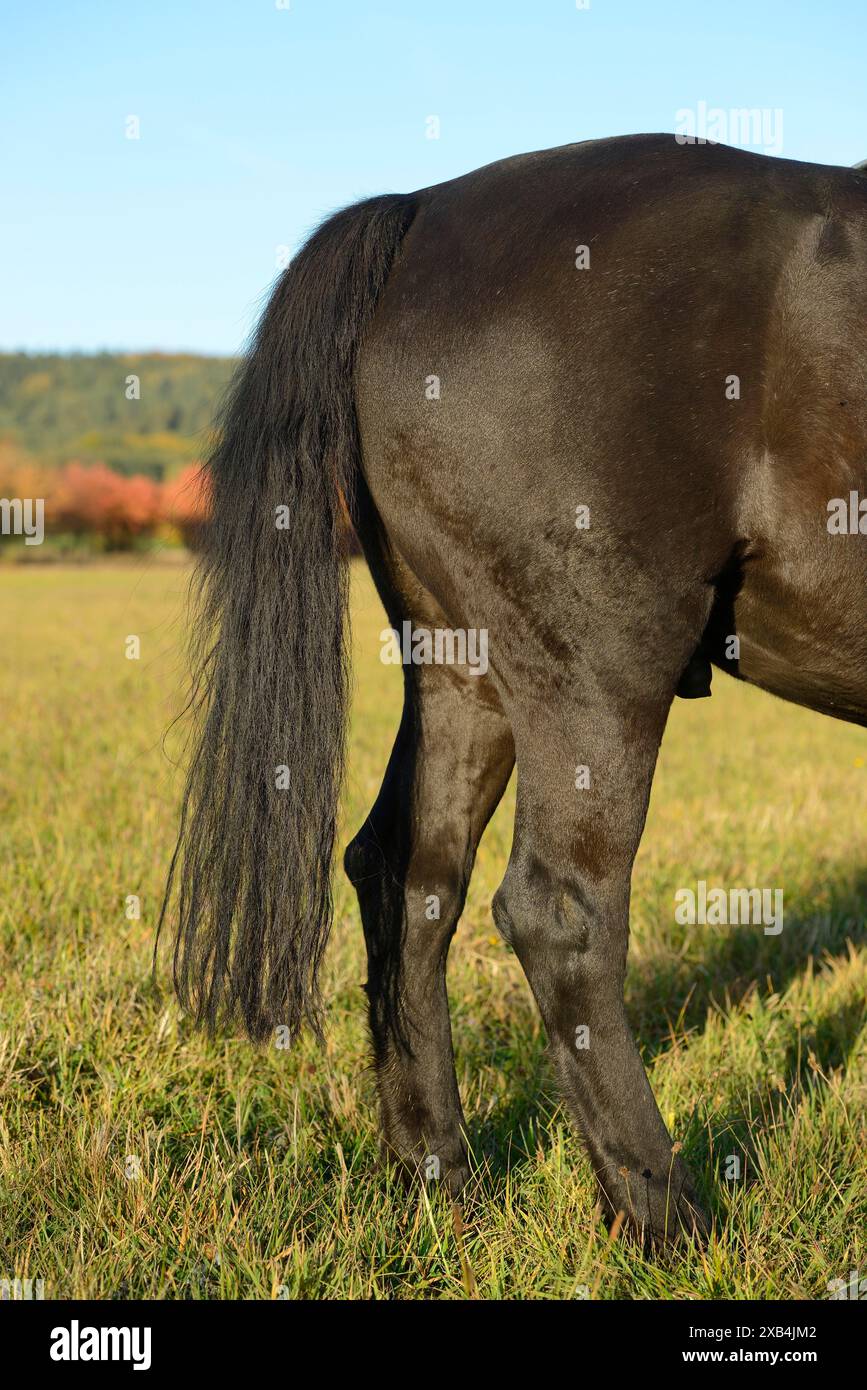 Close-up of the tail of a black horse, Arabo-Haflinger in a meadow ...