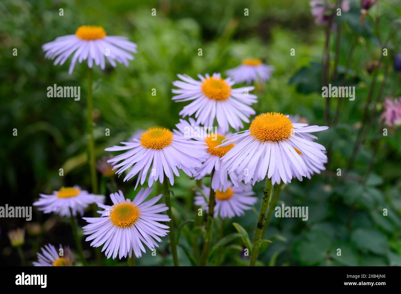 European Michaelmas daisy (Aster amellus) blooms in a garden, Bavaria ...