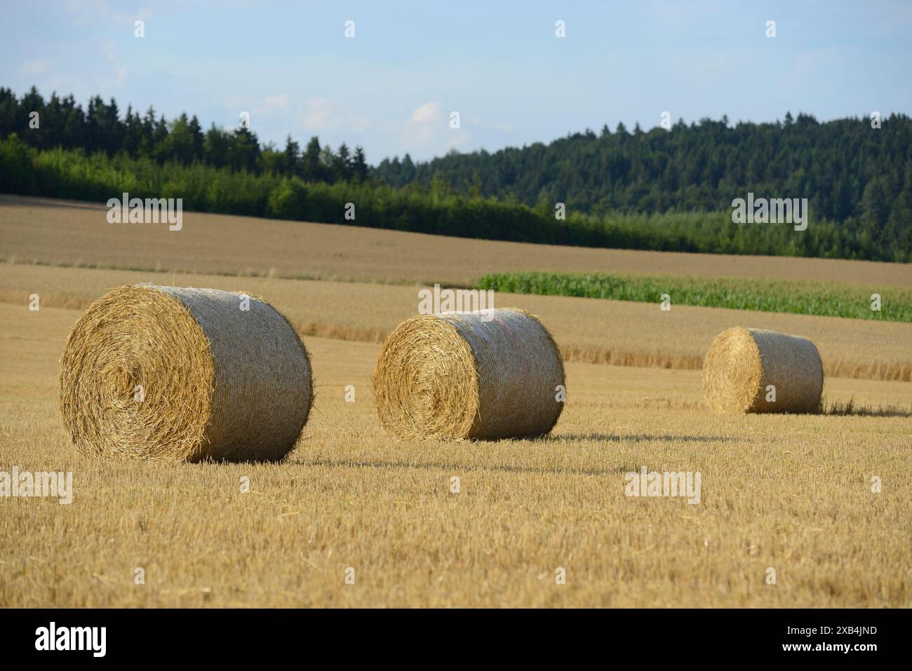 Three large hay bales stand on a wide, dry field under a blue sky ...